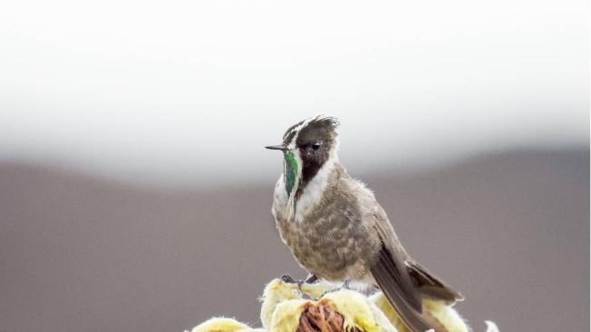 Crónica gráfica: Descubra los bellísimos colibríes de Bogotá