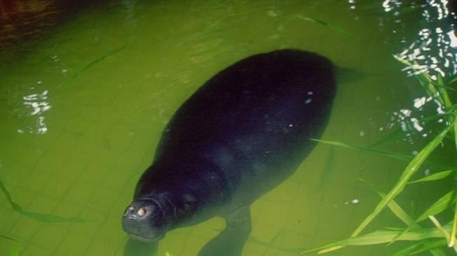 Las dos especies de manatíes que existen en Colombia
