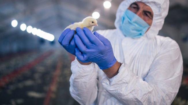 Alerta en Cartagena tras confirmación de caso de fiebre aviar