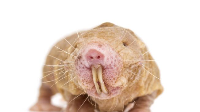 Esto es un ratopín, una rata calva que puede vivir 18 minutos sin oxígeno
