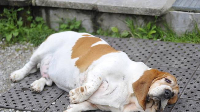 ¿Cómo saber el peso ideal de su perro?