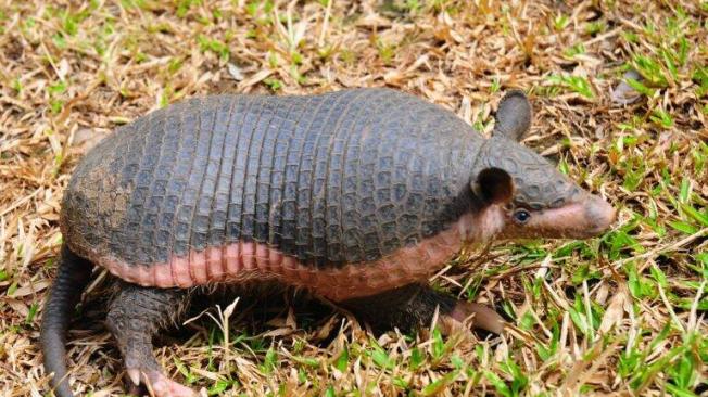 Poderoso El Armadillo