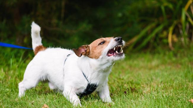 El truco clave para evitar que un perro enojado me muerda