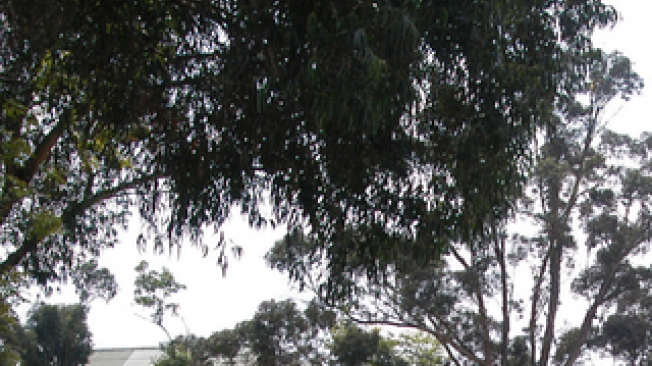 Bogotá: cinco parques a los que puedes ir a elevar cometa en agosto
