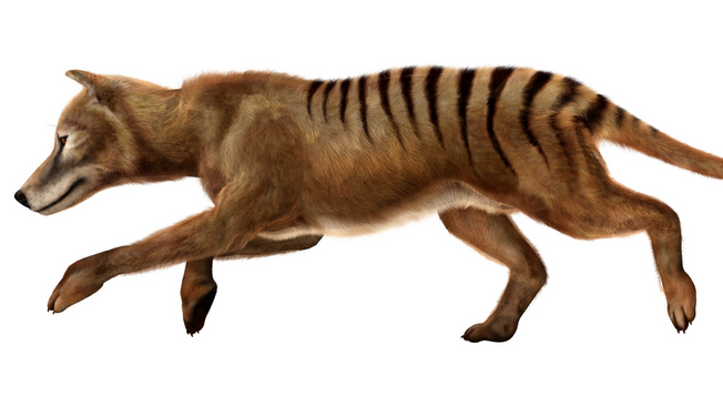 Tigres de Tasmania: la especie extinta que la ciencia quiere recuperar