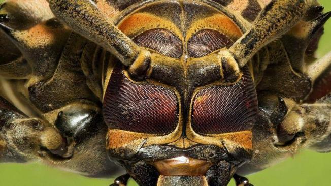 Prepárese para la temporada de cucarrones voladores, todo lo que debe saber