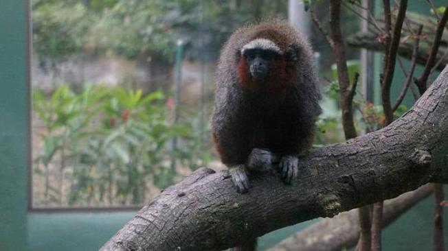 Las 10 increíbles especies que solo existen en Colombia