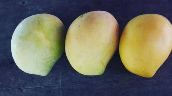 El mango: la tarea pendiente de la cocina colombiana