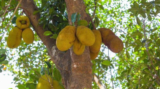 Yaca: beneficios de la fruta