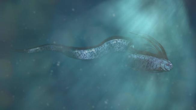 Pez remo: los misterios que esconde el gigante del fondo del mar