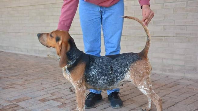 Razas de perros: sabueso fino, la única raza originaria de Colombia