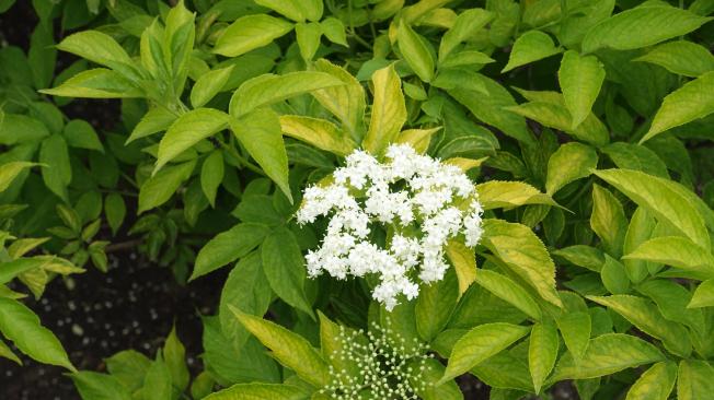 Flor de sauco: así puedes usarla para mejorar el sistema inmune