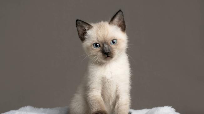 Gato siamés, conozca algunas curiosidades de esta raza