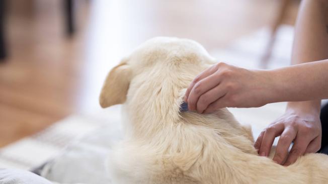 Cómo quitar las pulgas a los perros