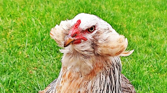 El caso de la gallina que pone huevos azules