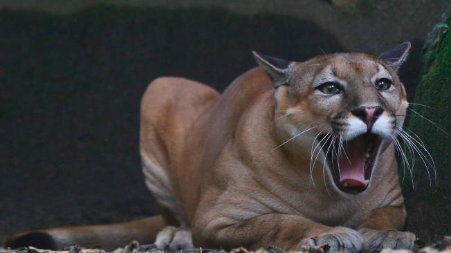 Antioquia: pareja de pumas en captada paseando por zona rural de Sabaneta