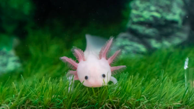 ¿Qué es un ajolote mexicano y cuán legal es tener uno de mascota?