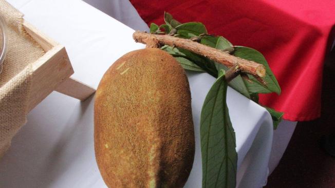 Sembratón 'Conectándonos por la Amazonía' para reforestar Caquetá