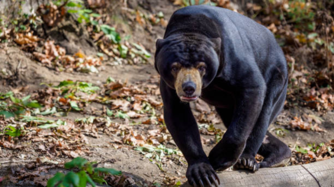 Conoce los 8 tipos de osos que existen en el mundo | Guía completa