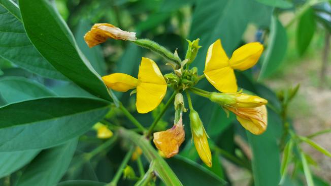 Guandú: la proteína que tecnifican para luchar contra el hambre
