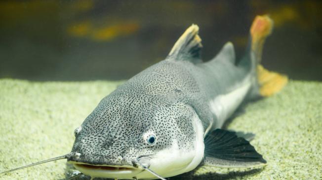 Pescados del mar: ¿cuáles son los peces más comunes en Colombia?