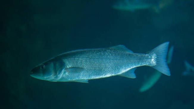 Pescados de mar: ¿cómo se llama el pescado Lisa en Colombia?