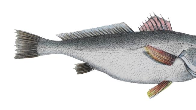 Pescados de mar: ¿Cómo se llama la corvina en Colombia?