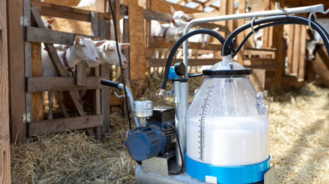 Cabras: ¿Qué productos se elaboran con leche de cabra?