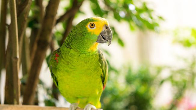 Día Mundial del Loro: el ave más exótica y amenazada en Colombia