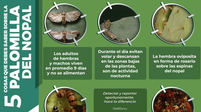 La palomilla que es una amenaza latente para los nopales en México