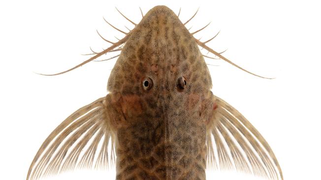 Los misterios de los peces que habitan las profundidades del río Orinoco