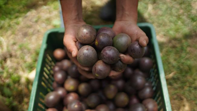 Agricultor de Pacho exporta más del 90 % de su cosecha de gulupa