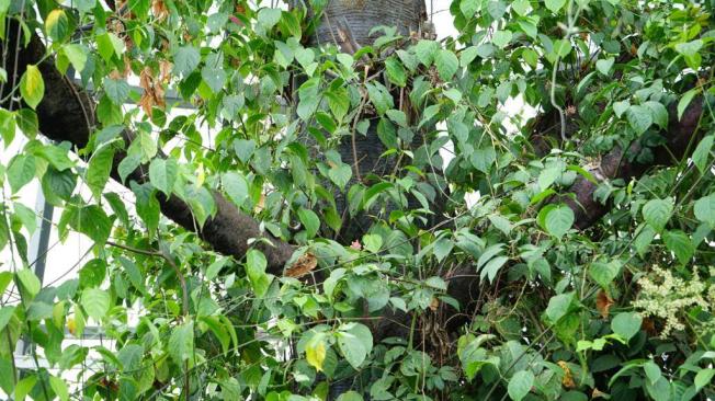 Yagé: el peligroso turismo que amenaza la ancestralidad en Colombia