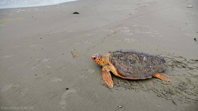 Antioqua: La comunidad de Necoclí que dejó de cazar tortugas marinas