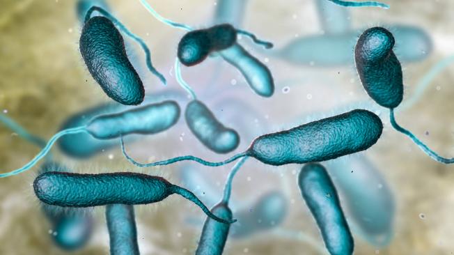 Florida reporta cinco muertos por la bacteria Vibrio vulnificus o come ...
