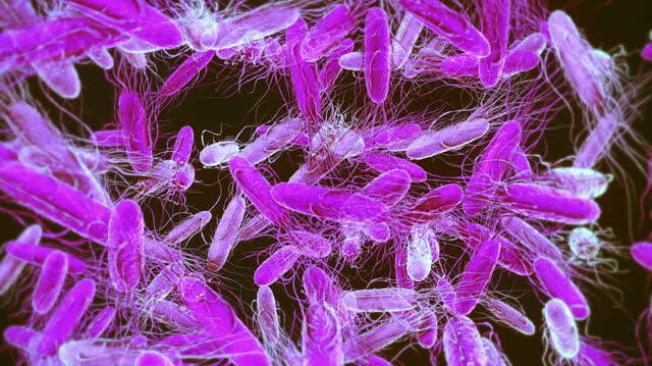 Klebsiella: bacteria resistente a antibióticos y que se contagia en los ...