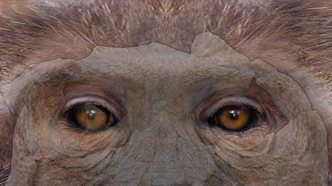 Recrean rostro de 'Pau': simio de 12 millones de años, antecesor de los ...