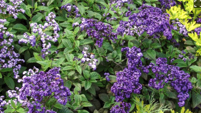 Las 10 plantas que llenarán de mariposas su jardín