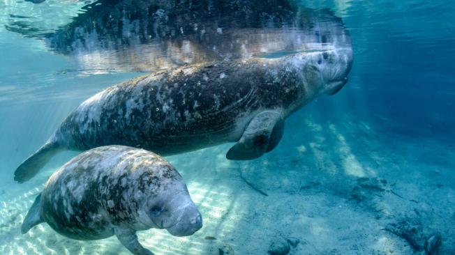 Crystal River, Florida, el lugar ideal donde puede nadar con manatíes