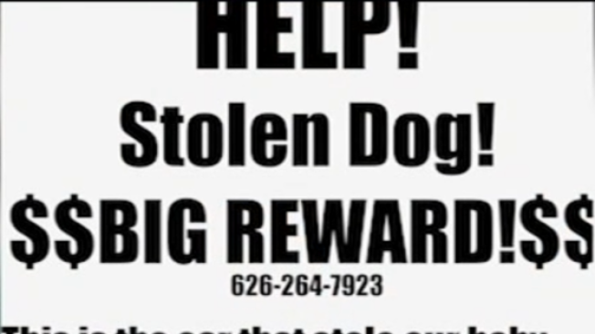 Le robaron a su perro en Los Ángeles y tomó este riesgo para detener a ...