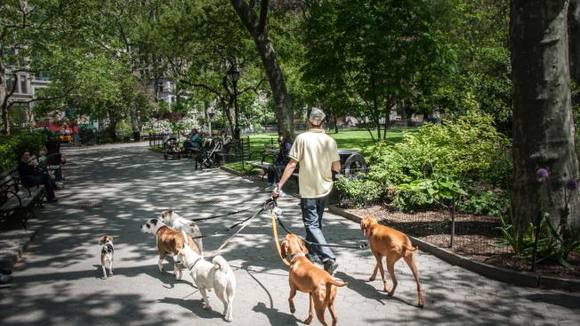 Parques de Bogotá adecuados para pasear cómodamente con su perro