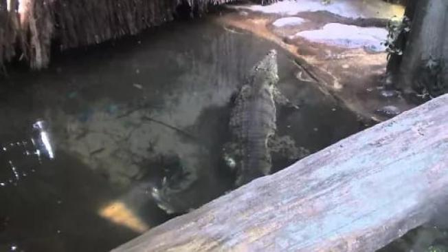 'Pepe', el misterioso cocodrilo de la desaparecida 'olla' del Bronx en Bogotá y la foto que ...