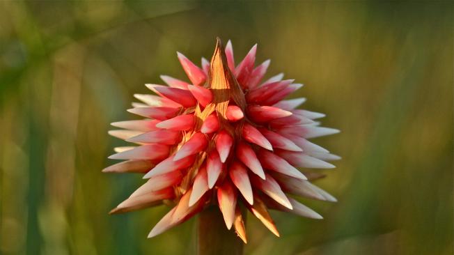 Flor de Inírida: todo lo que debe saber sobre la flor 'eterna' que será ...