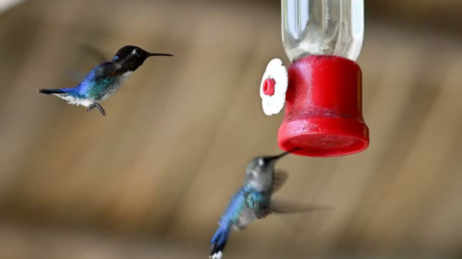 Colibrí abeja: así es la especie de ave más pequeña del mundo que mide ...