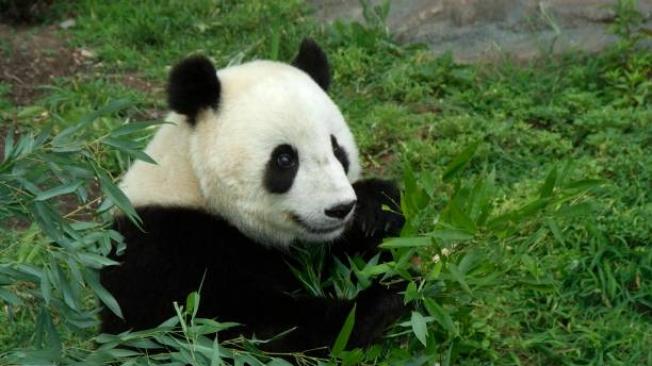 Osa panda primeriza bate récord de longevidad al dar a luz a los 19 ...