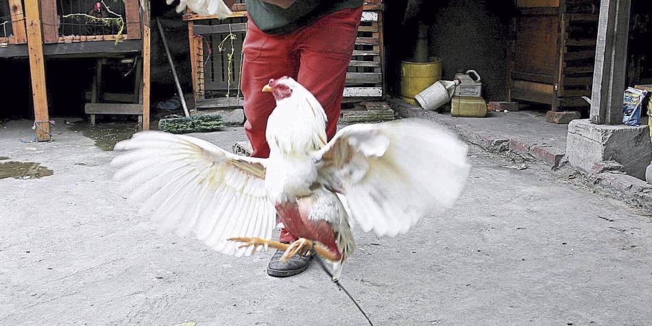 ¿Qué significa la expresión mamar gallo y de dónde viene?