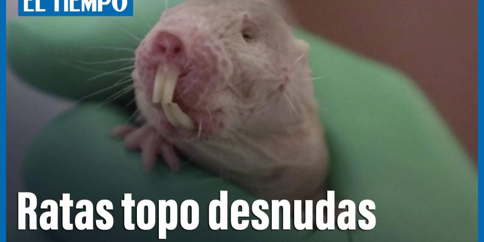 ¿Tenemos algo en común con las ratas topo desnudas?