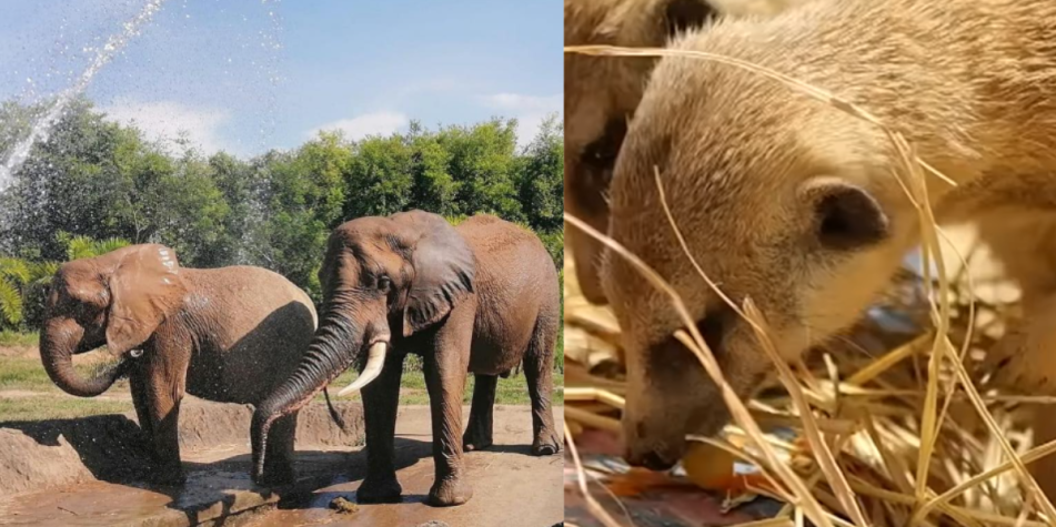 Bioparque Ukumari: ¿qué significa su nombre y cuál es su historia?