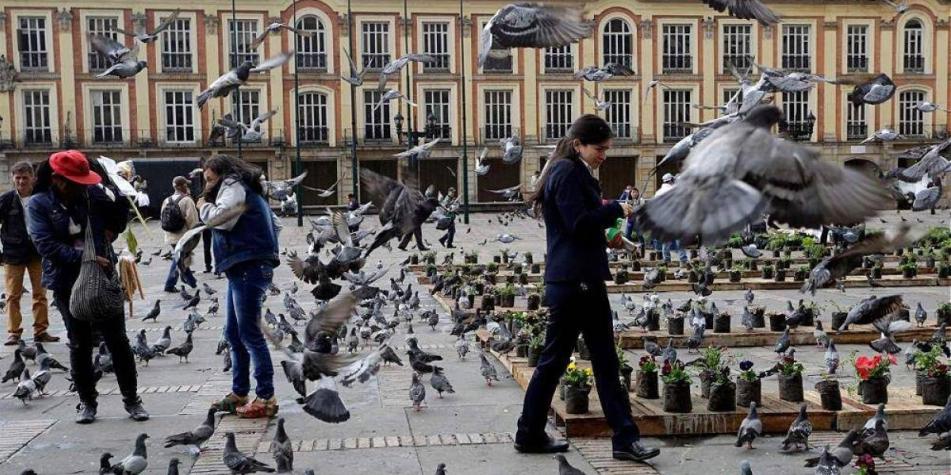 ¿Qué es la colombofobia y por qué causa pánico en las personas?