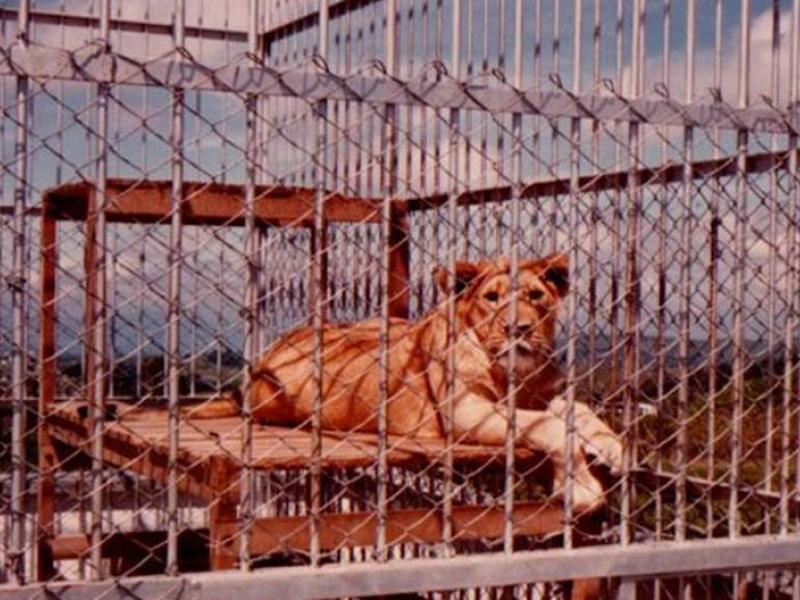 Fotos | Antes y después de la 'Posada alemana', en Quindío: la mansión ...